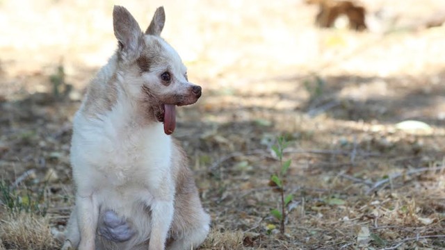 Help 3 Overbred, Severely Neglected Chihuahuas by Marleys Mutts
