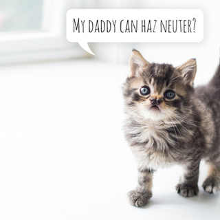 Get Marvel's Daddy Neutered! by Shelly Roche